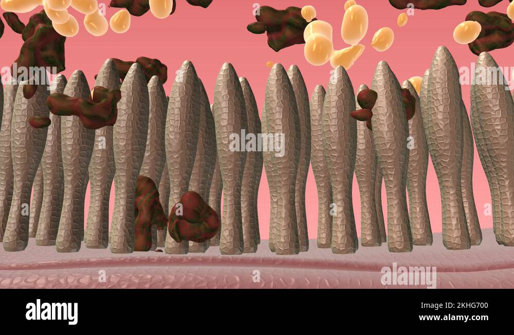 Intestinal Stock Videos & Footage - HD and 4K Video Clips - Alamy