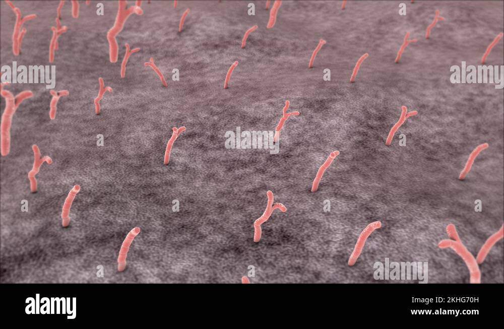 Bifidobacteria Stock Videos & Footage - HD and 4K Video Clips - Alamy