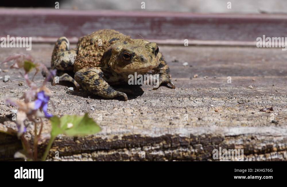 House of common uk Stock Videos & Footage - HD and 4K Video Clips - Alamy