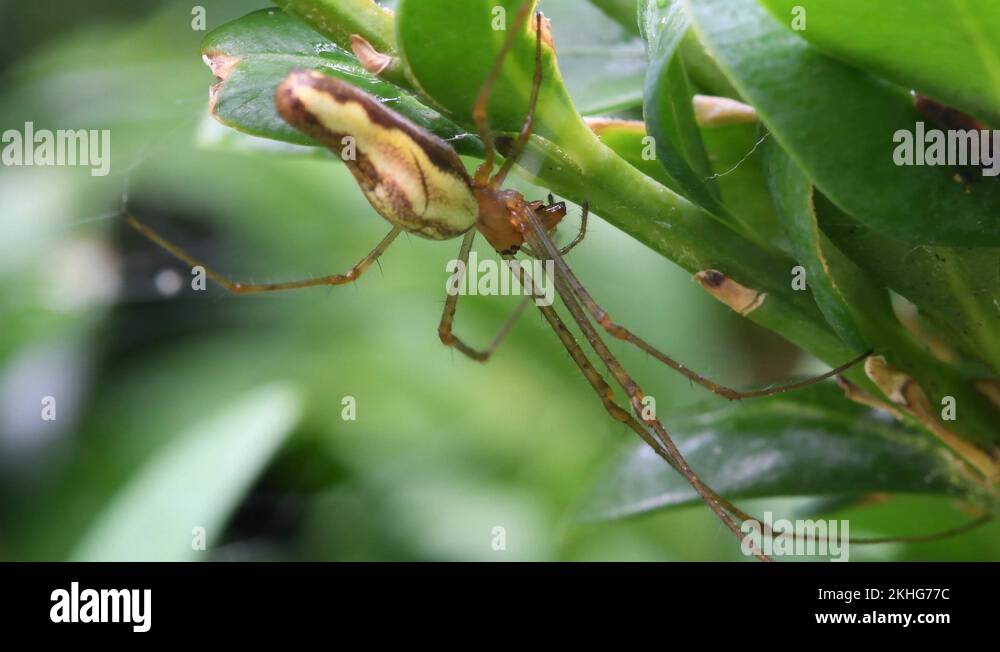 Hedge spider Stock Videos & Footage - HD and 4K Video Clips - Alamy