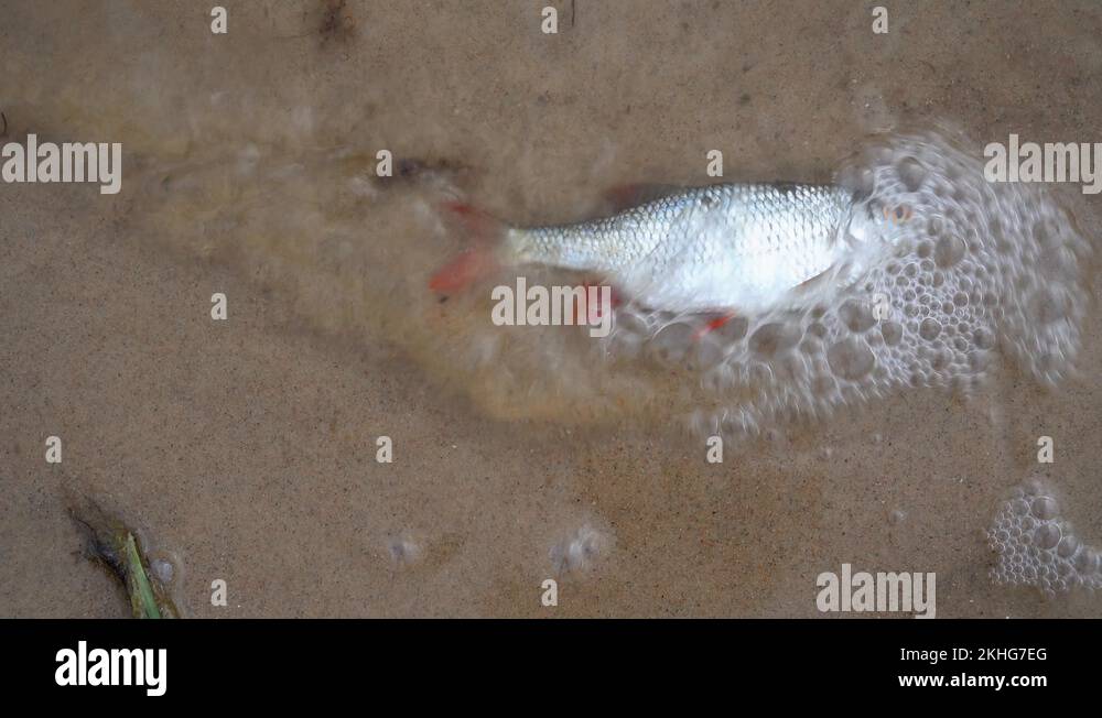 Dead roach fish on polluted water lake. Global water pollution. Gimbal ...