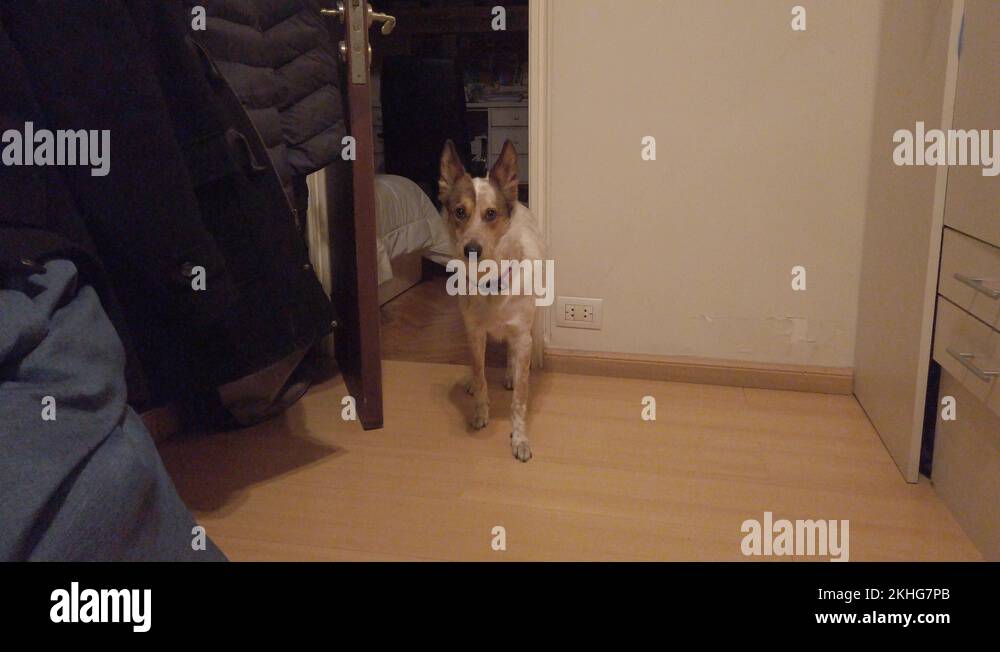 Scary ghost dog Stock Videos & Footage - HD and 4K Video Clips - Alamy