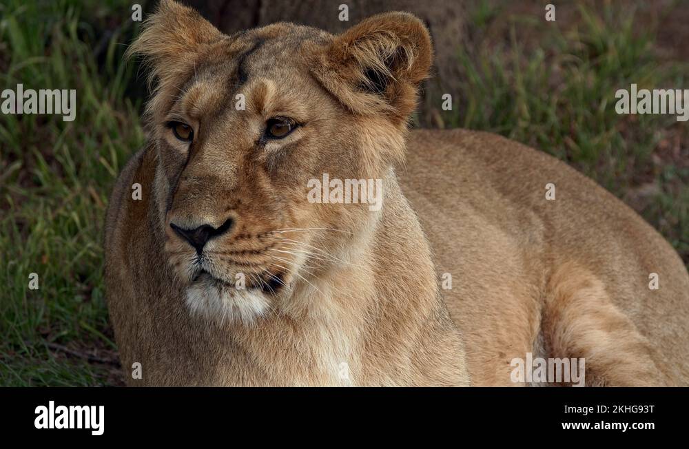 Lady lioness Stock Videos & Footage - HD and 4K Video Clips - Alamy