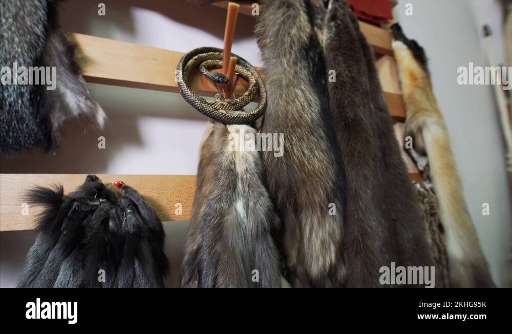 Pelts of different wild animals on the wall: wolf, fox, lynx, nutria ...