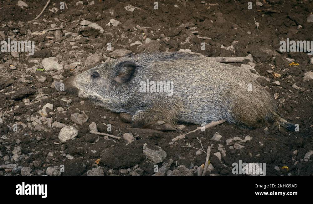 Pig lungs Stock Videos & Footage - HD and 4K Video Clips - Alamy