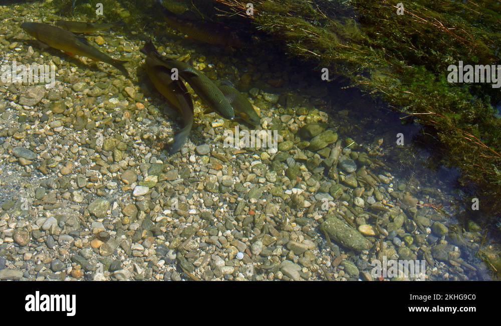 Freshwater fish salmonidae Stock Videos & Footage - HD and 4K Video ...