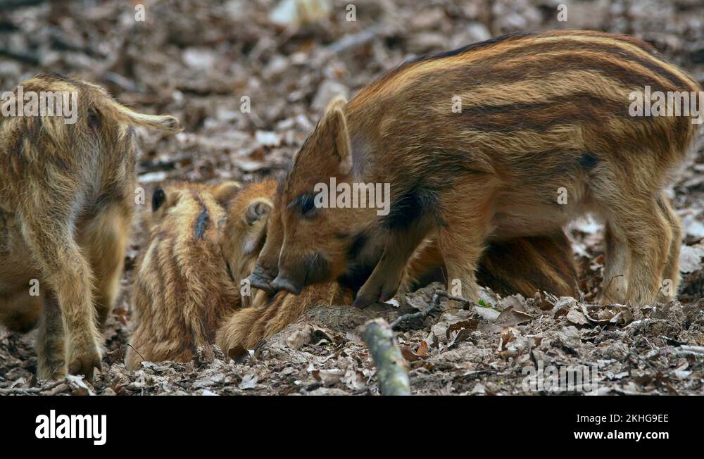 Piglets and parent Stock Videos & Footage - HD and 4K Video Clips - Alamy