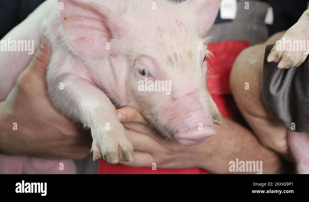 Close - up of the pig's face. Group of pigs in the enclosure of ...