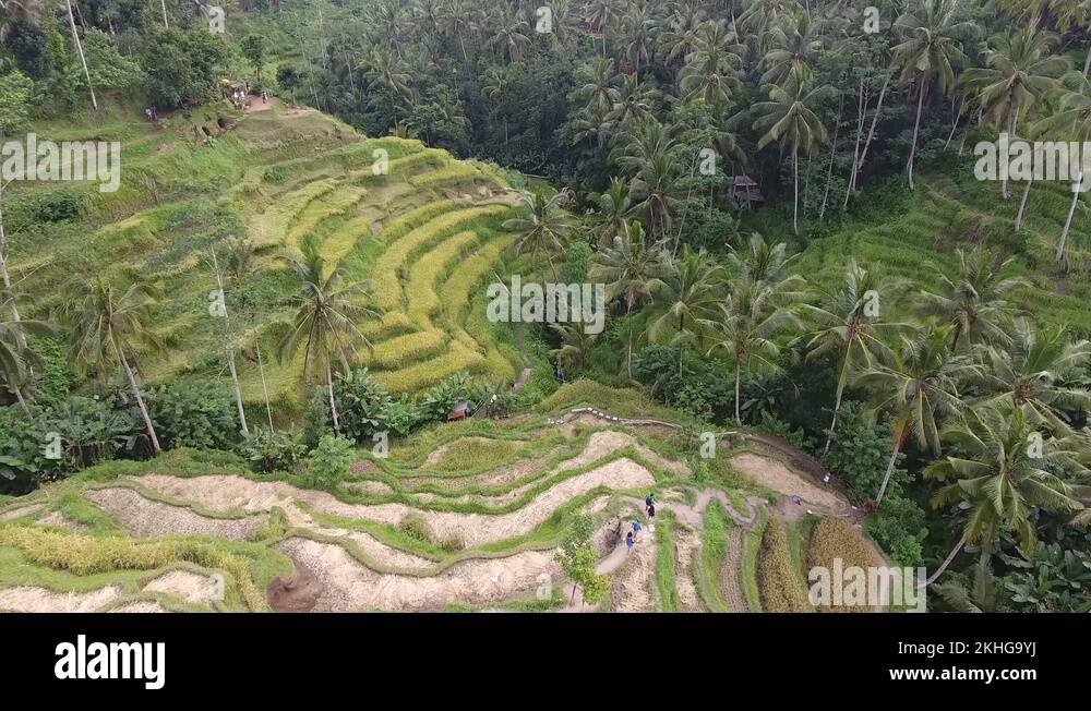 Terraced paddy rice fields in the jungle of Indonesia, cloudy day, 4k ...