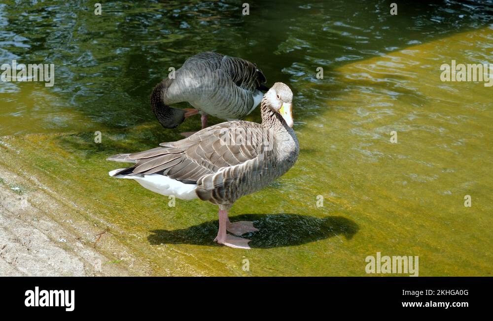 Two geese stand in the lake and make their feathers clean. Barcelona ...