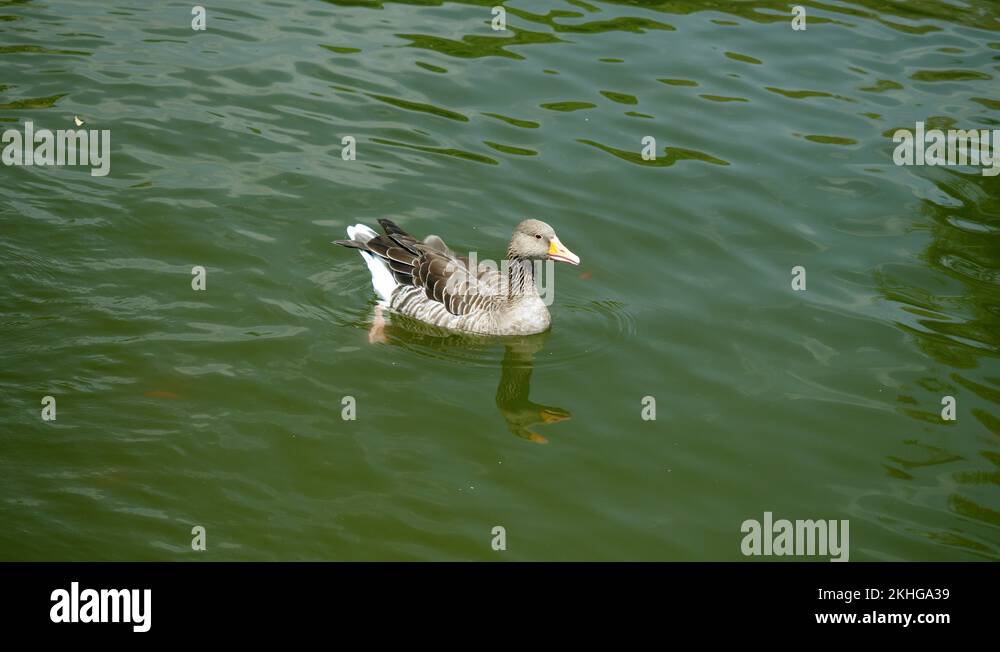Two geese and red fish swimming in a lake in a park in Barcelona. Spain ...