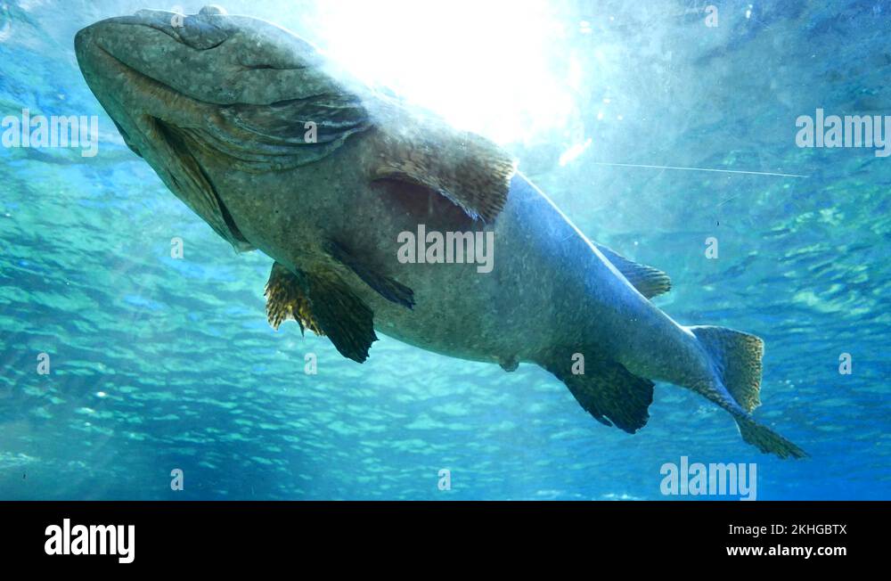 Giant fish aquarium Stock Videos & Footage - HD and 4K Video Clips - Alamy