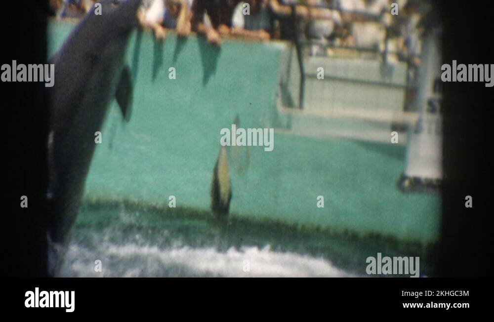 FLORIDA USA-1959: Dolphins Working With Trainer Make A Splash In The ...