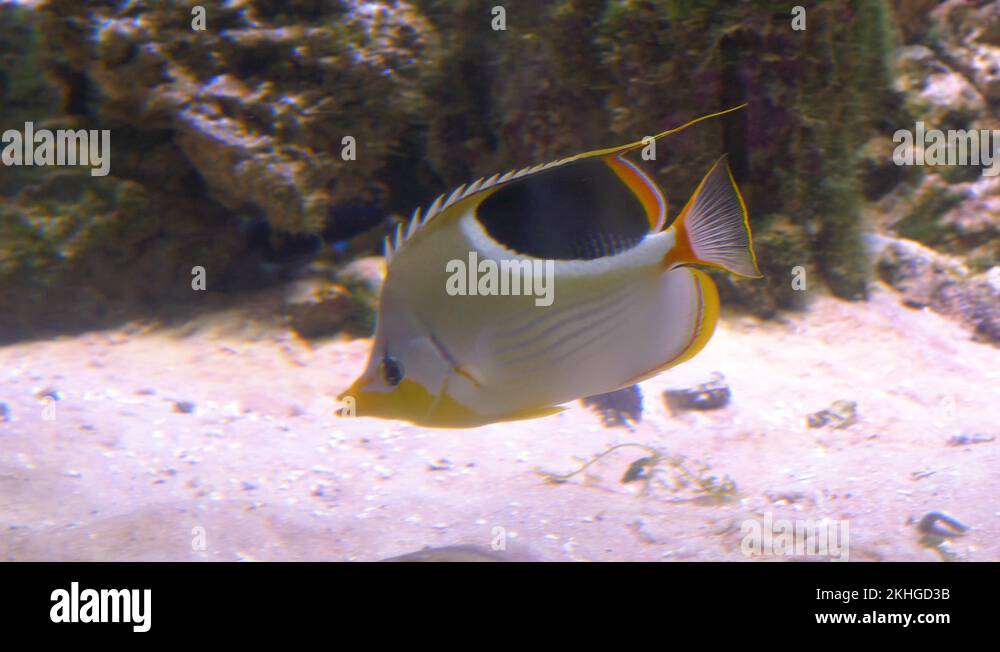 Sharp muzzle Stock Videos & Footage - HD and 4K Video Clips - Alamy