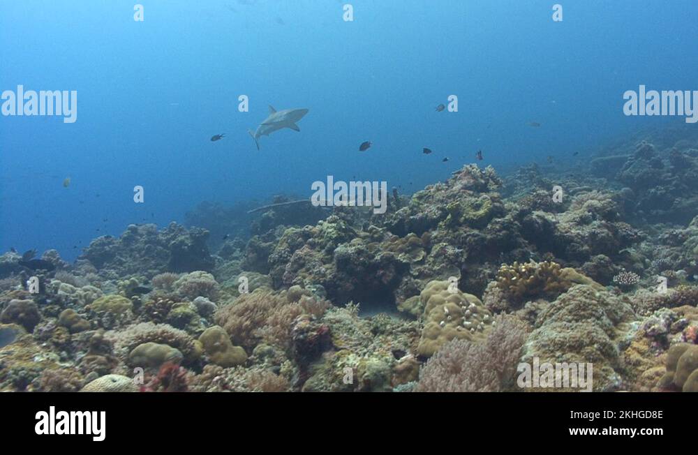 Gray reef shark Stock Videos & Footage - HD and 4K Video Clips - Alamy