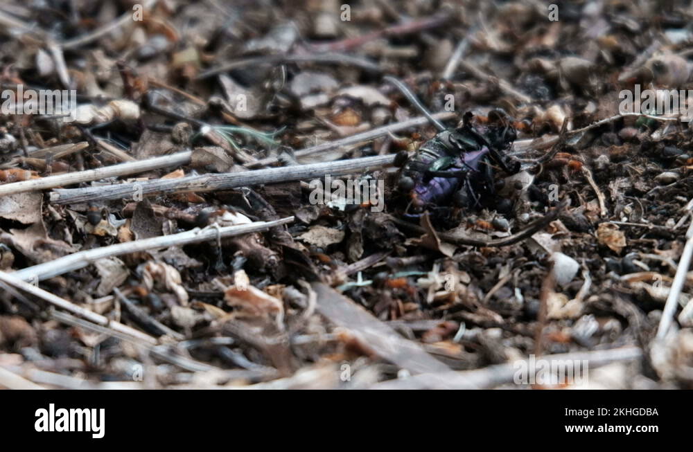 Dead beetle in anthill. Teamwork ants. Wild life of insects. Video ...