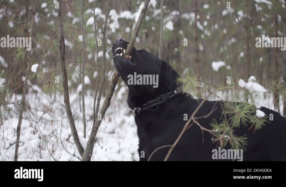 Dog jaws Stock Videos & Footage - HD and 4K Video Clips - Alamy