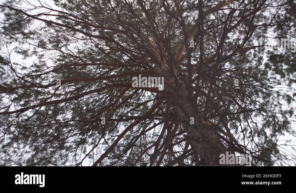 Number tree Stock Videos & Footage - HD and 4K Video Clips - Alamy