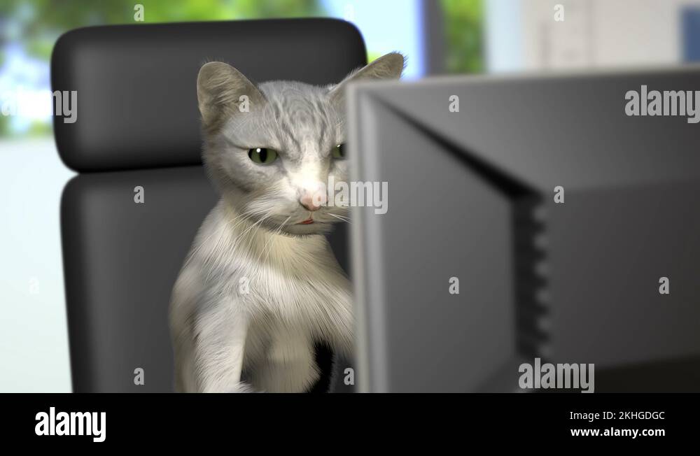 Internet meme cat Stock Videos & Footage - HD and 4K Video Clips - Alamy