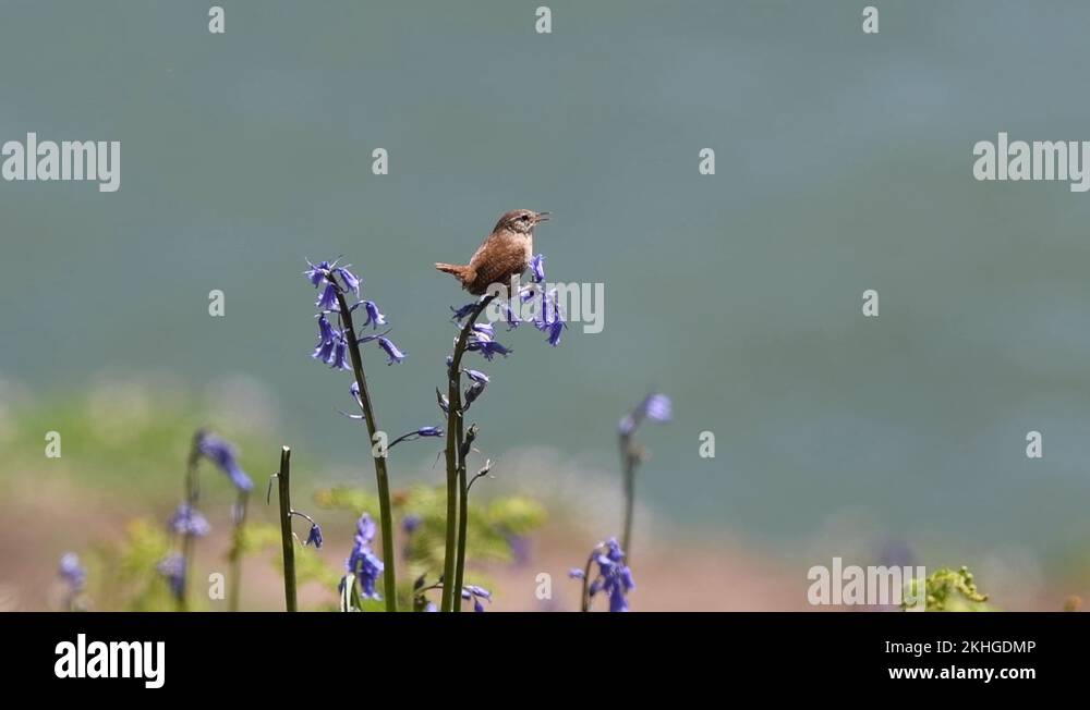 Wren flower Stock Videos & Footage - HD and 4K Video Clips - Alamy