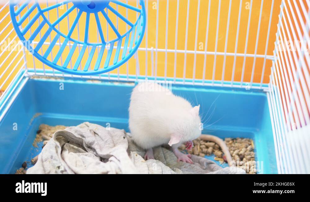 cute white rat in a cage. pet symbol of the year of the Chinese ...