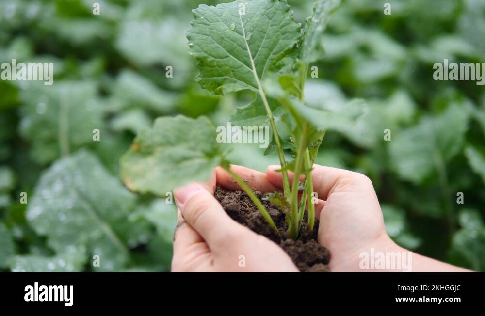 Sustainability and conservation Stock Videos & Footage - HD and 4K ...