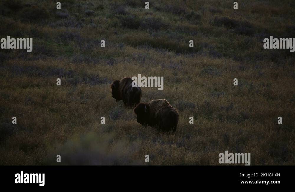 Steam bull Stock Videos & Footage - HD and 4K Video Clips - Alamy