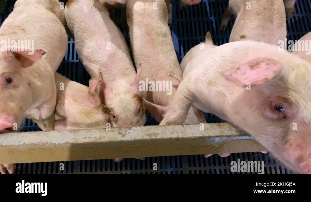 Top down shot of pigs in crowded pigpen behind steel bars, ready to eat ...