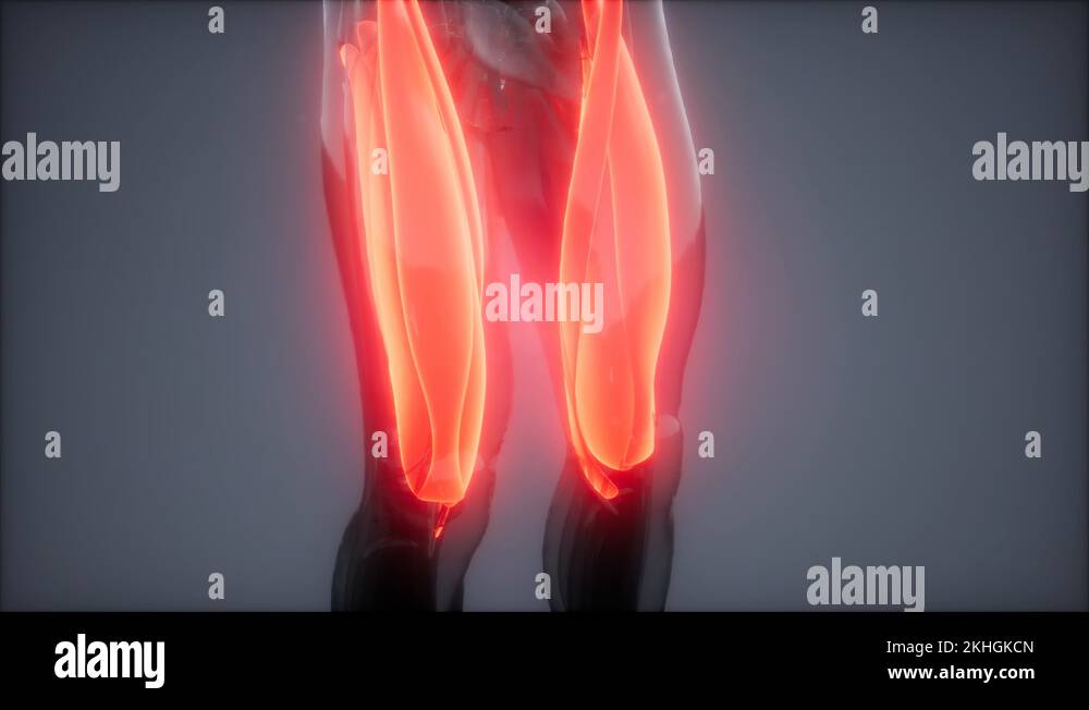 thigh muscles - Visible muscle anatomy map Stock Video Footage - Alamy