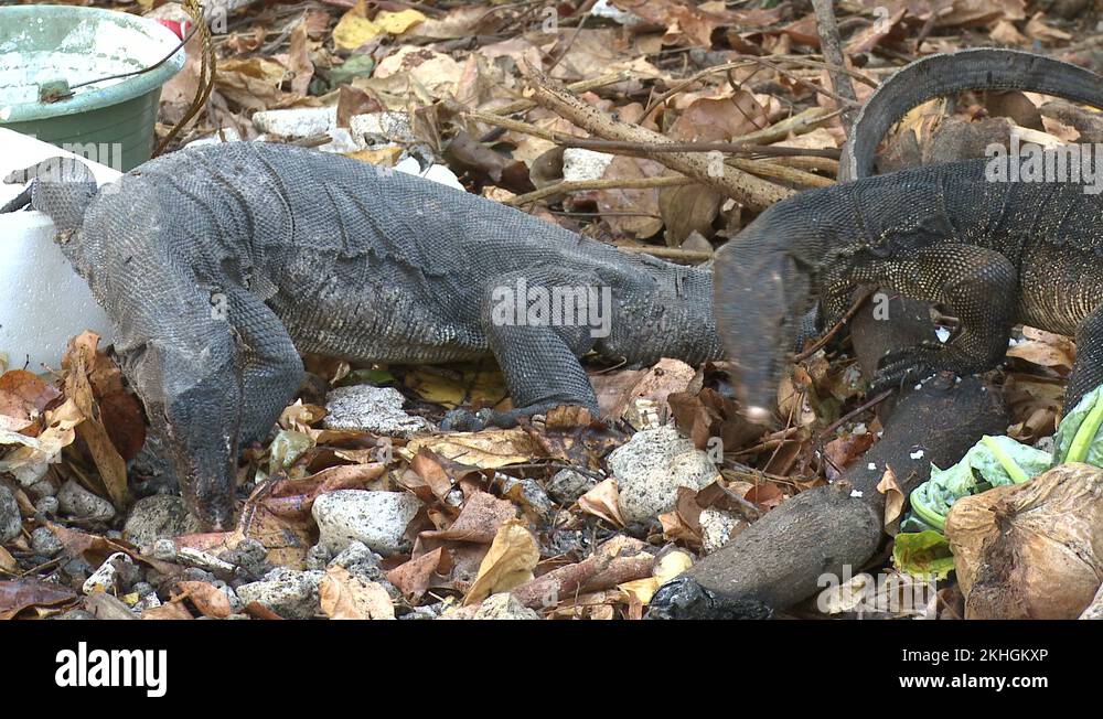 Huge Monitor Lizards In Indonesia Varanus Stock Video Footage - Alamy