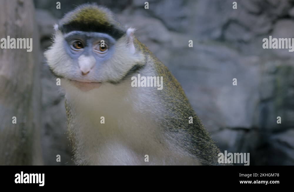 Green monkey looking around Stock Videos & Footage - HD and 4K Video ...