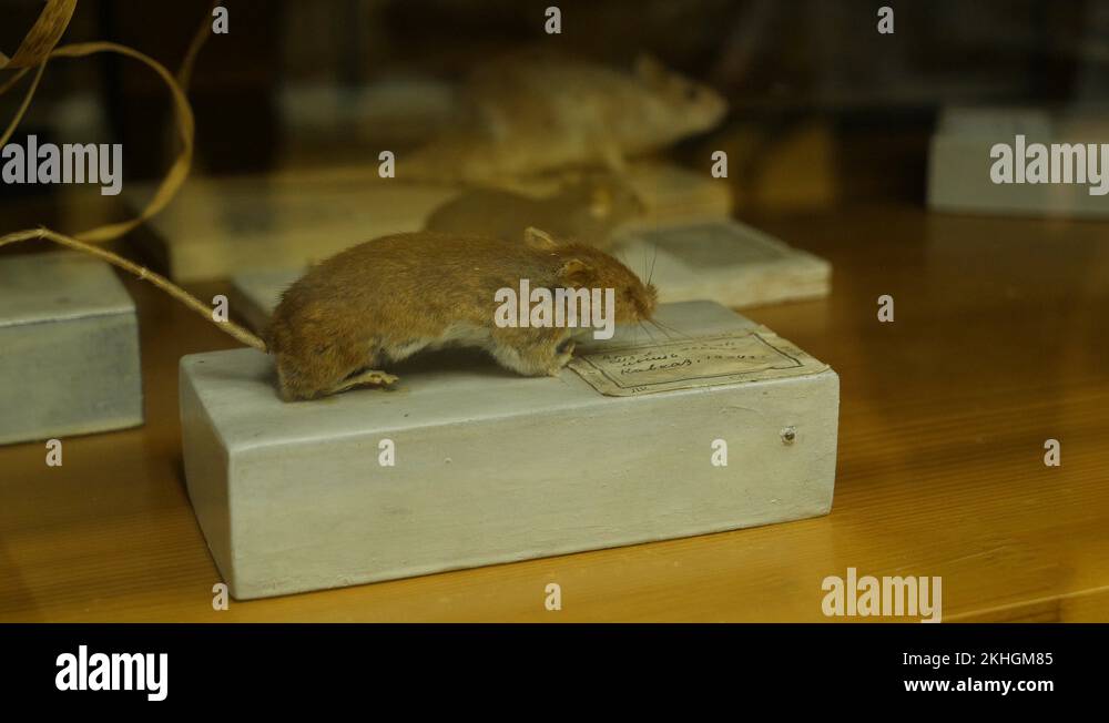 Museum of the mouse Stock Videos & Footage - HD and 4K Video Clips - Alamy