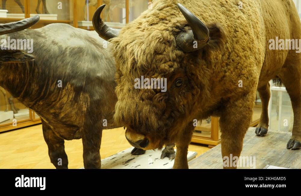 Taxidermy stuffed animal bison and yak Stock Video Footage - Alamy