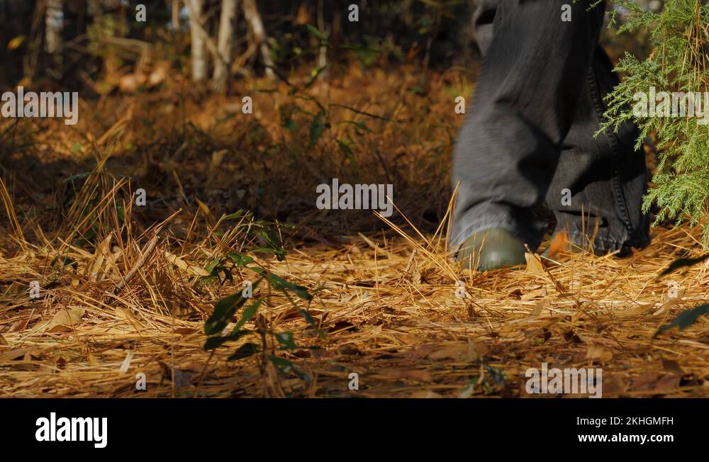 Animal pest Stock Videos & Footage - HD and 4K Video Clips - Alamy