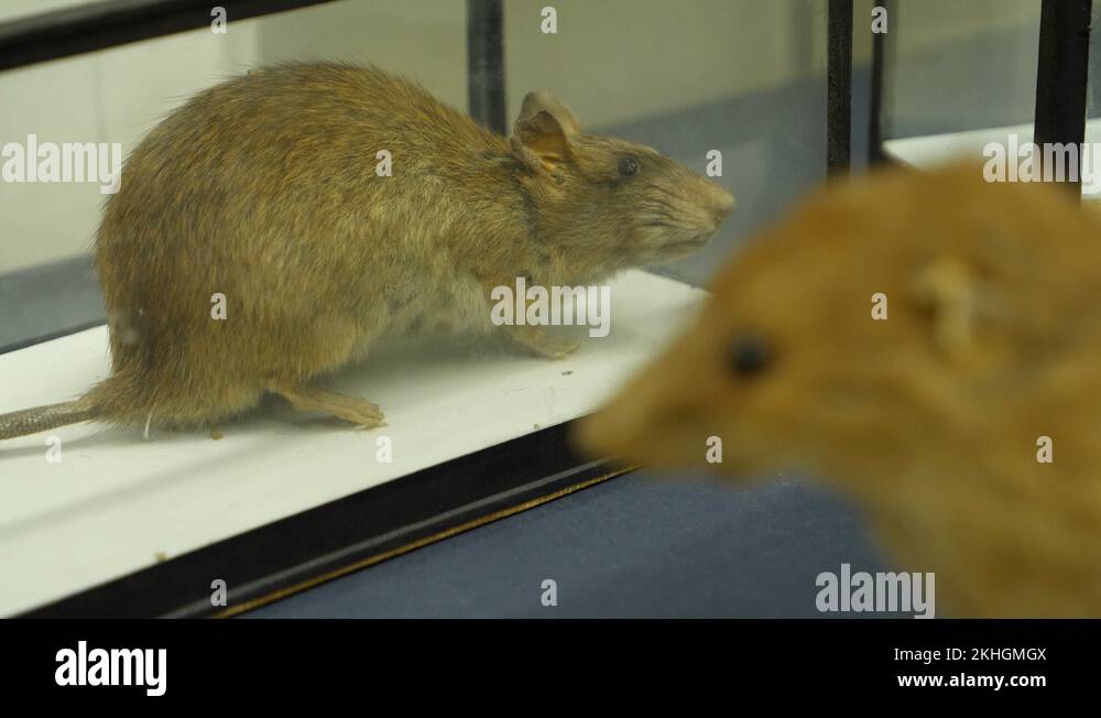 Inanimate stuffed rats treated with taxidermy Stock Video Footage - Alamy