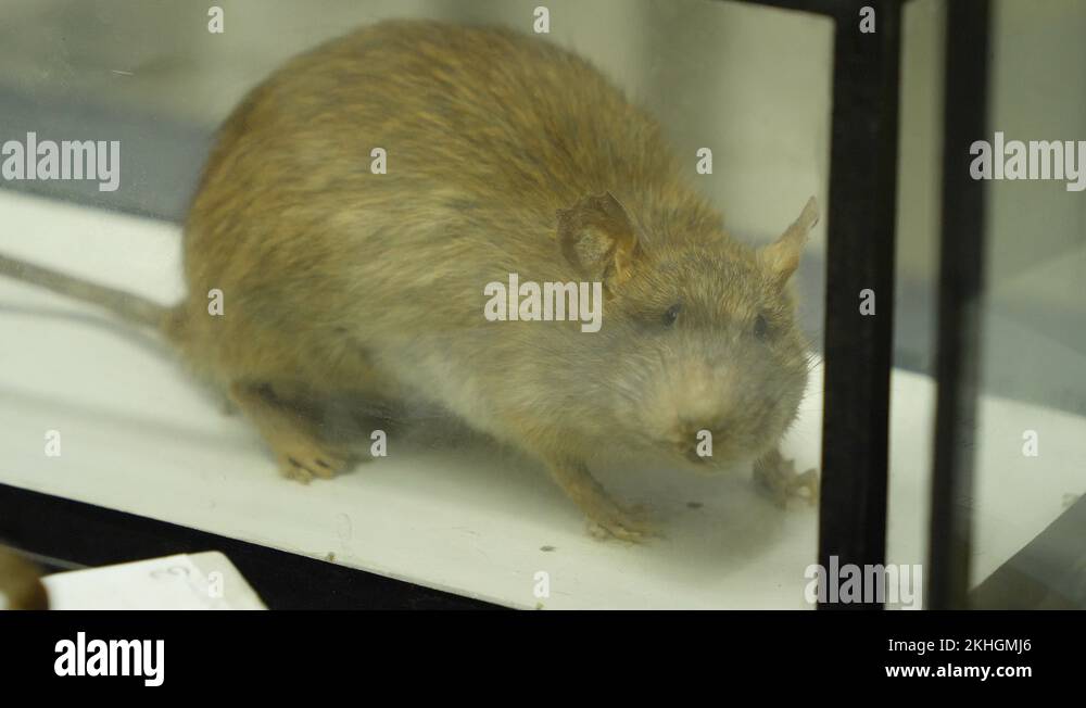 Inanimate stuffed rats treated with taxidermy Stock Video Footage - Alamy