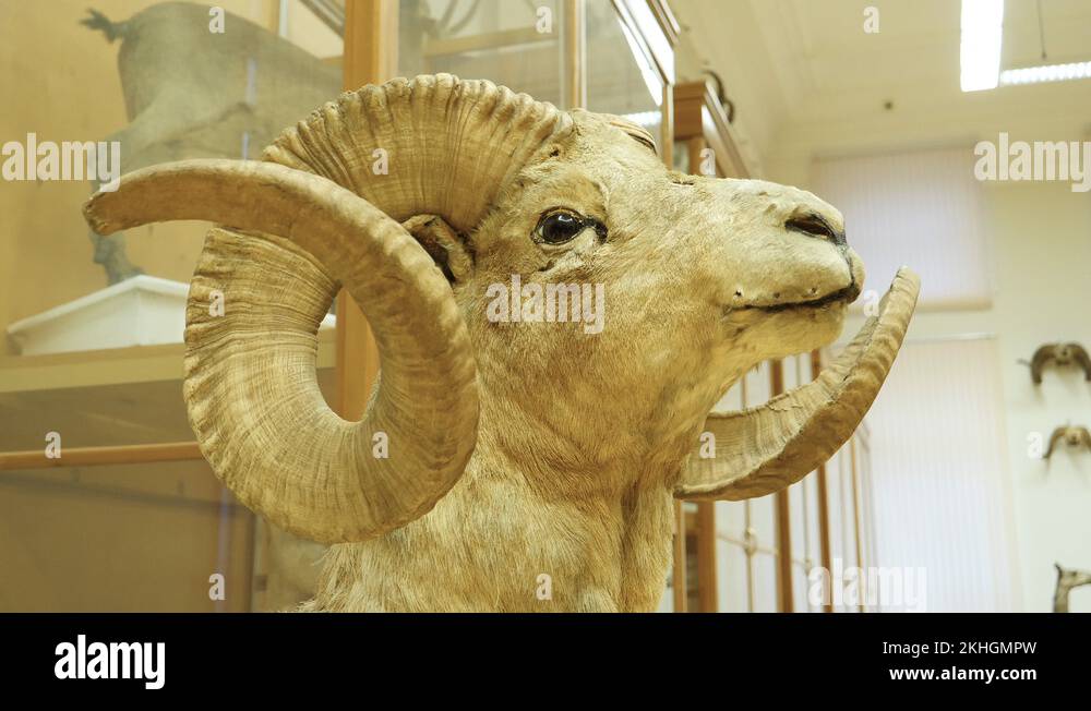Stuffed ram Stock Videos & Footage - HD and 4K Video Clips - Alamy