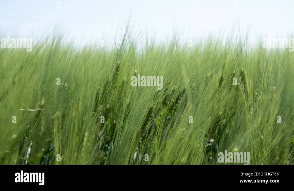 Close-up Field of beautiful spring rye and green wheat closeup for ...