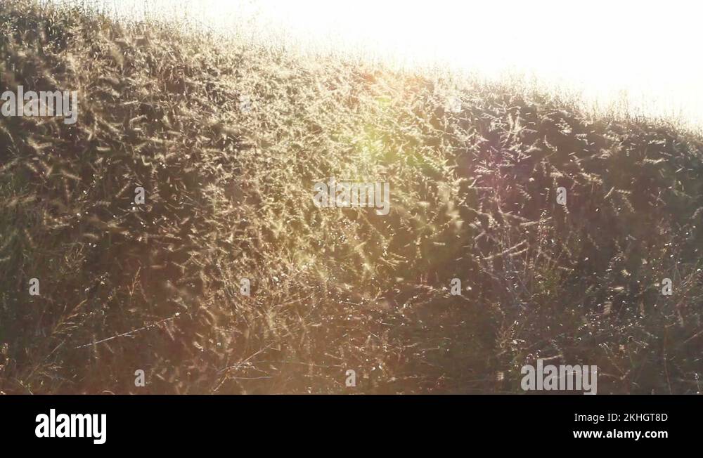 Swarming pests Stock Videos & Footage - HD and 4K Video Clips - Alamy