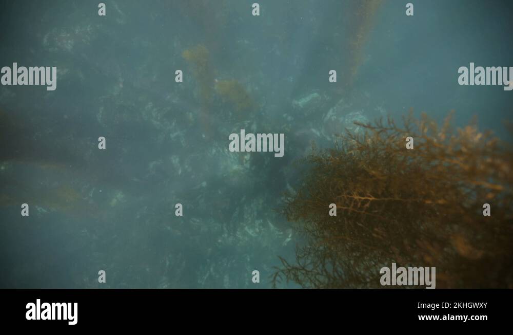 Channel islands underwater Stock Videos & Footage - HD and 4K Video ...