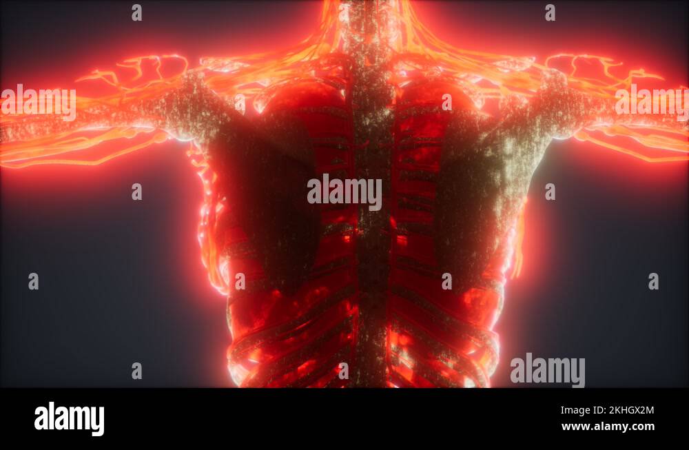 Colorful Human Body animation showing bones and organs Stock Video ...