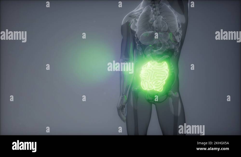 Gastrointestinal tract intestine Stock Videos & Footage - HD and 4K ...