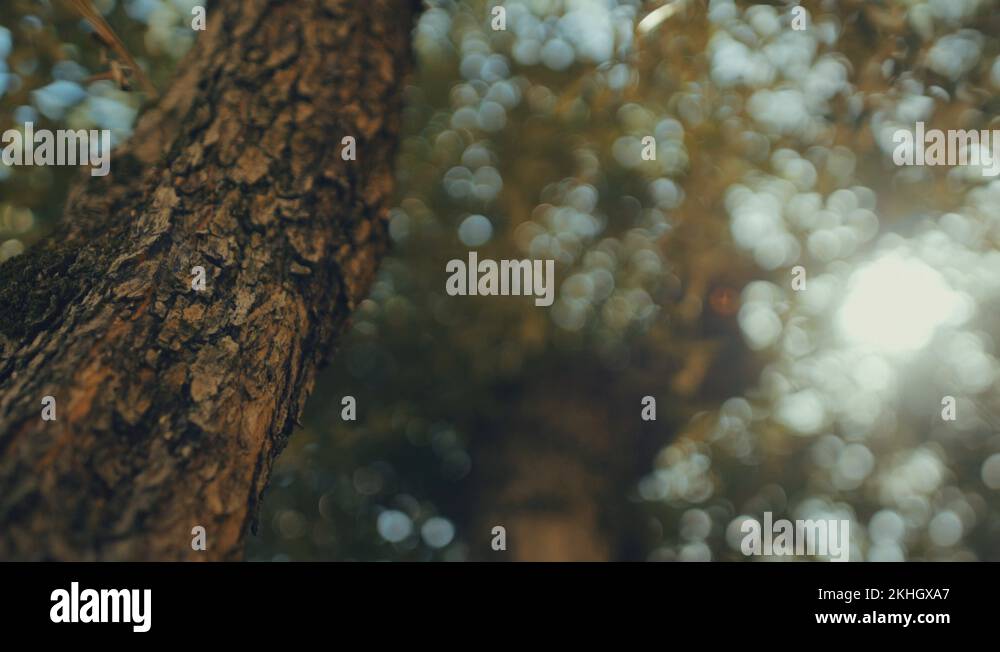 Low angle close-up view of an olive tree. slider dolly shot Stock Video ...