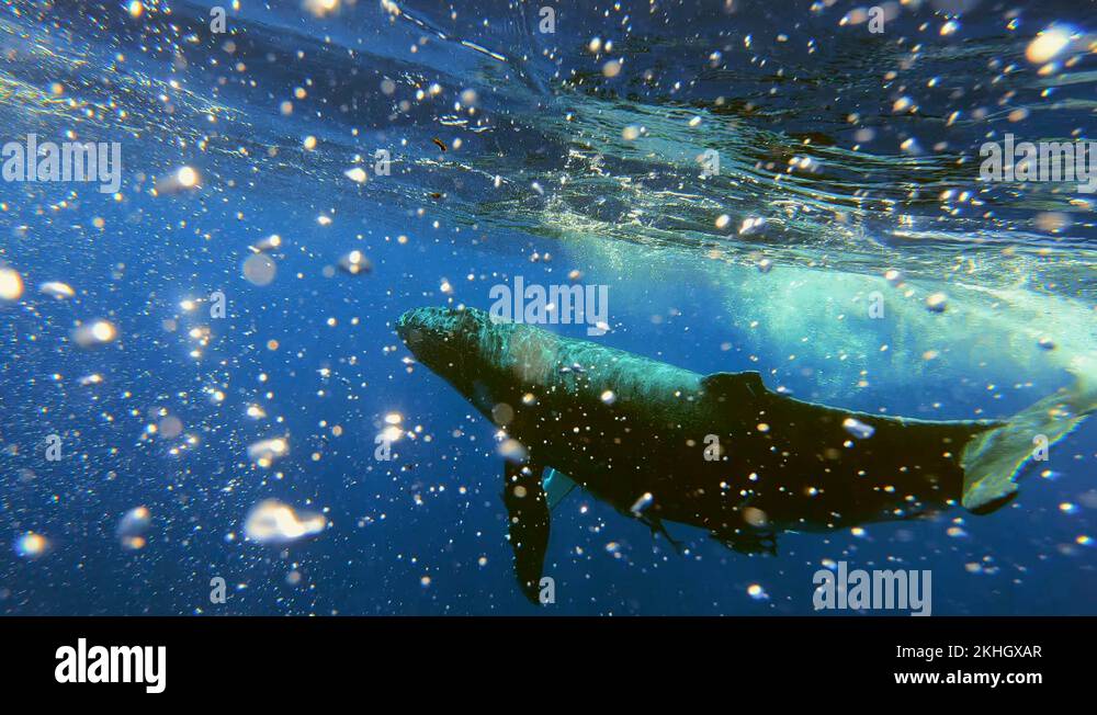 Blue whale swimming underwater Stock Videos & Footage - HD and 4K Video ...