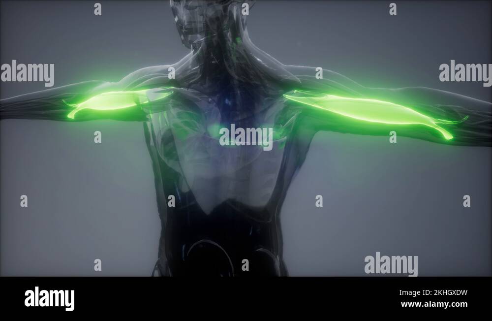 biceps - Visible muscle anatomy map Stock Video Footage - Alamy