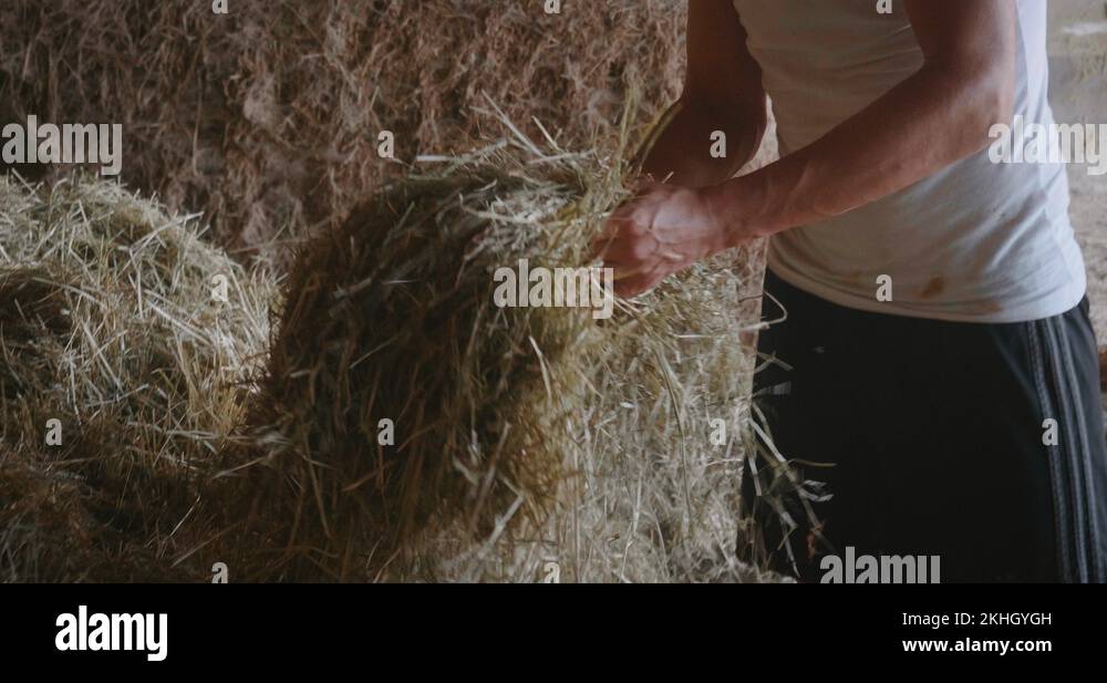 An young man farmer is controlling a quality of ecologic hay for cattle ...