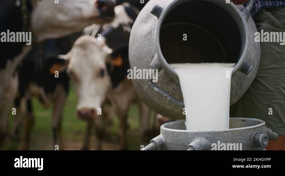 Close up of a male farmer is pouring a fresh milk to filling a can on ...