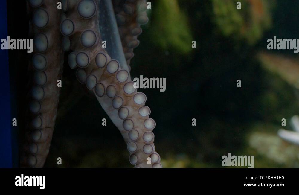 Octopus pets Stock Videos & Footage - HD and 4K Video Clips - Alamy