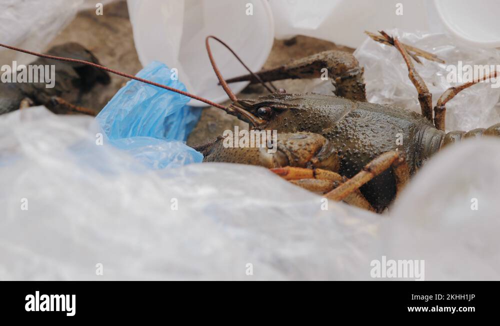 Pile of crawfish Stock Videos & Footage - HD and 4K Video Clips - Alamy