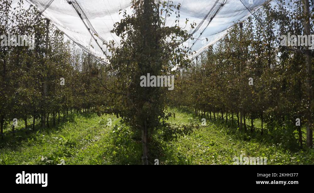 Ecological orchard Stock Videos & Footage - HD and 4K Video Clips - Alamy